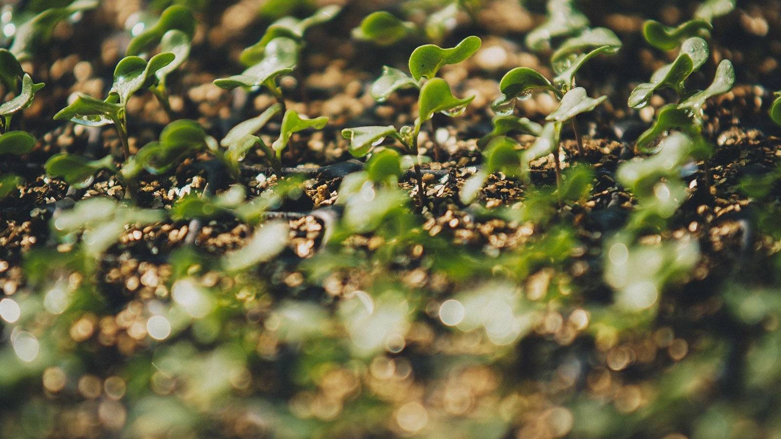 O.P. Natura Dauna | Soc. Coop Agr. A.r.L. | Lavorazione di ortaggi